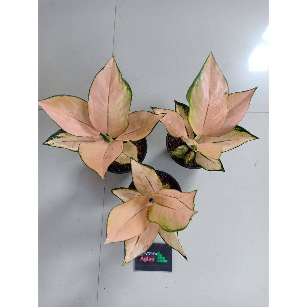 Jual Suksom pink ( Tanaman Hias Aglaonema / Aglonema ) | Shopee Indonesia
