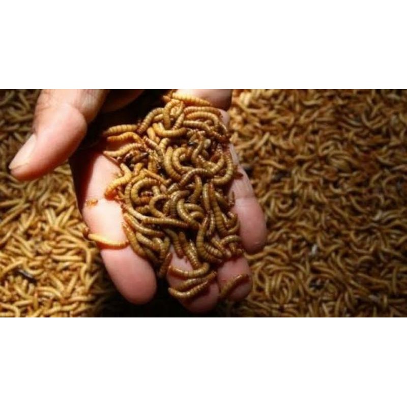 Jual ULAT HONGKONG FRESH / ULAT KANDANG / PAKAN BURUNG / MAKANAN SUGAR ...