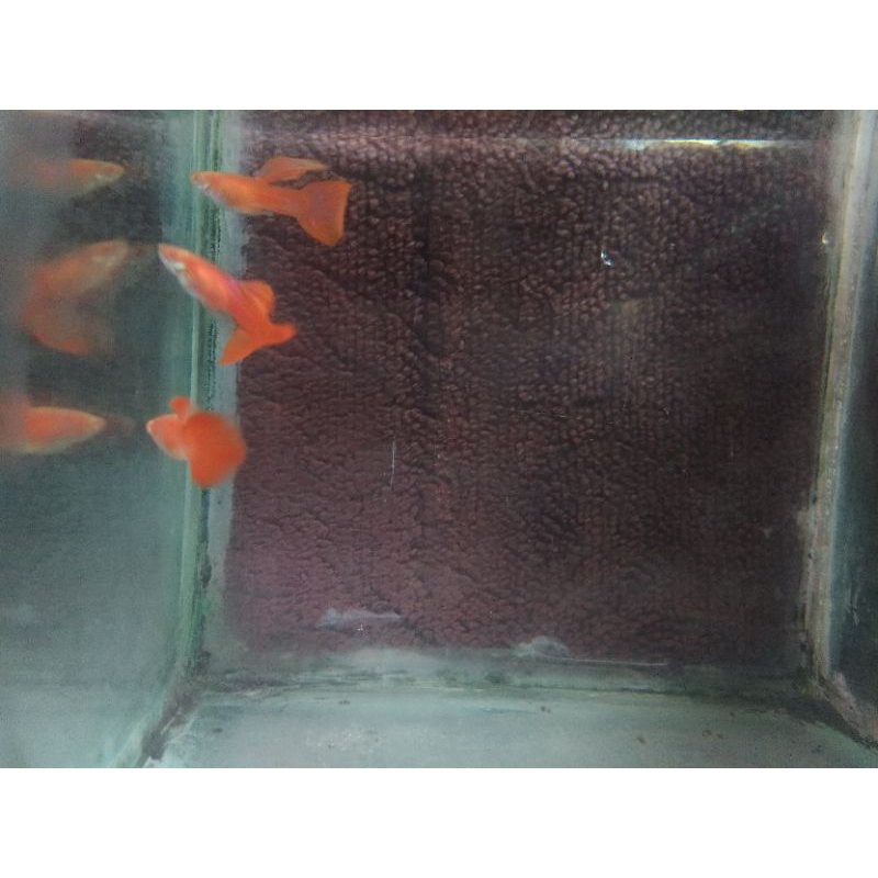Jual guppy albino full red / mata merah guppy | Shopee Indonesia