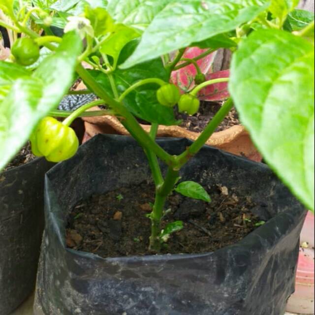 Jual Bibit Cabe Toraja/katokkon | Shopee Indonesia