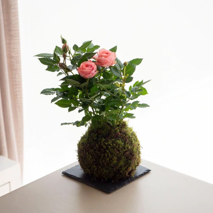 Jual Mossball - Bunga Mawar Orange Rose | Tanaman Hias Indoor Outdoor ...
