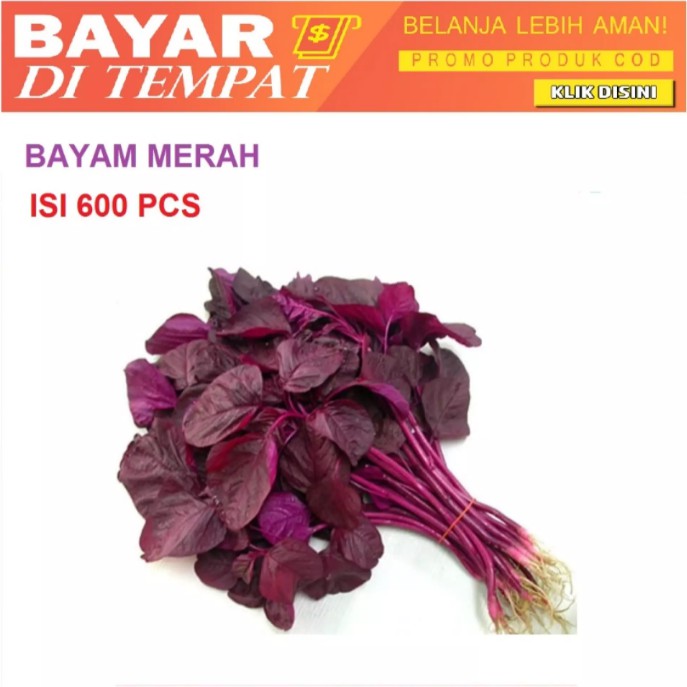 Jual Bisa bayar di tempat - BAYAM MERAH 600 PCS bibit / benih / Biji ...