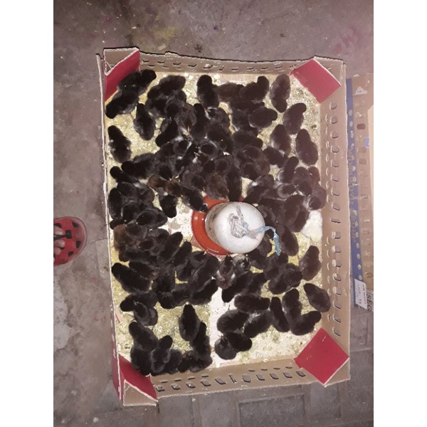 Jual DOC Ayam KUB / Bibit Ayam KUB / DOC Ayam Kampung Unggul / Bibit ...