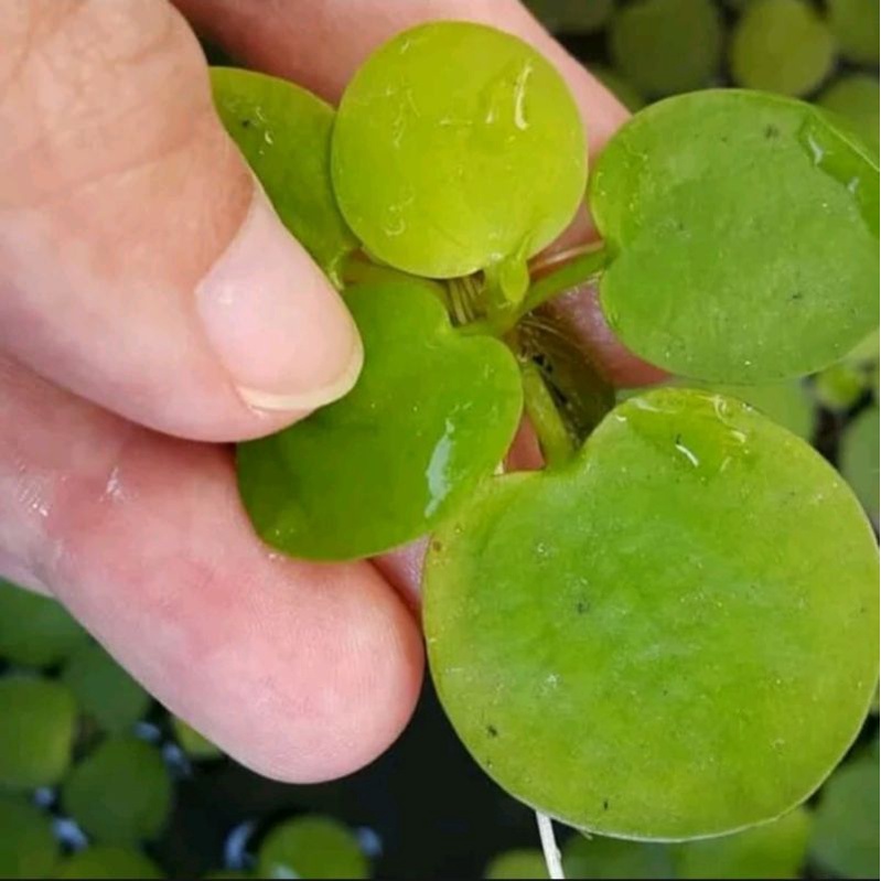 Jual Tanaman Air Frogbit - Tanaman Amazon Frogbit Tanaman Apung ...