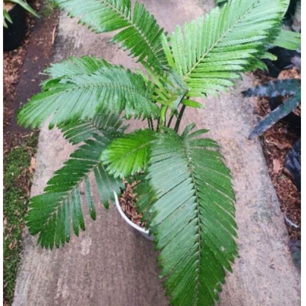 Jual Tanaman hias Palem rotan - Palem mini - rotan hias - jernang ...