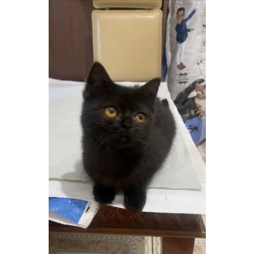 Jual KUCING KITTEN BSH BLACK || BRITISH SHORT HAIR PURE NON PEDIGREE ...