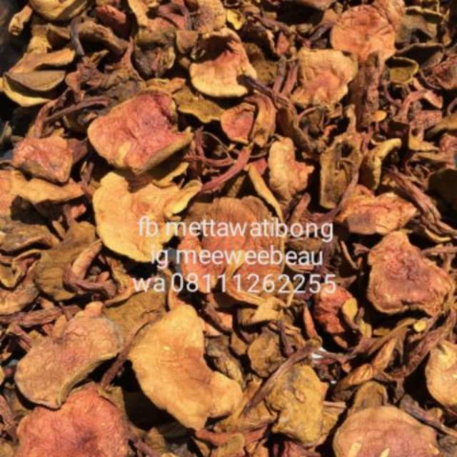 Jual Jamur Kulat pelawan | Shopee Indonesia