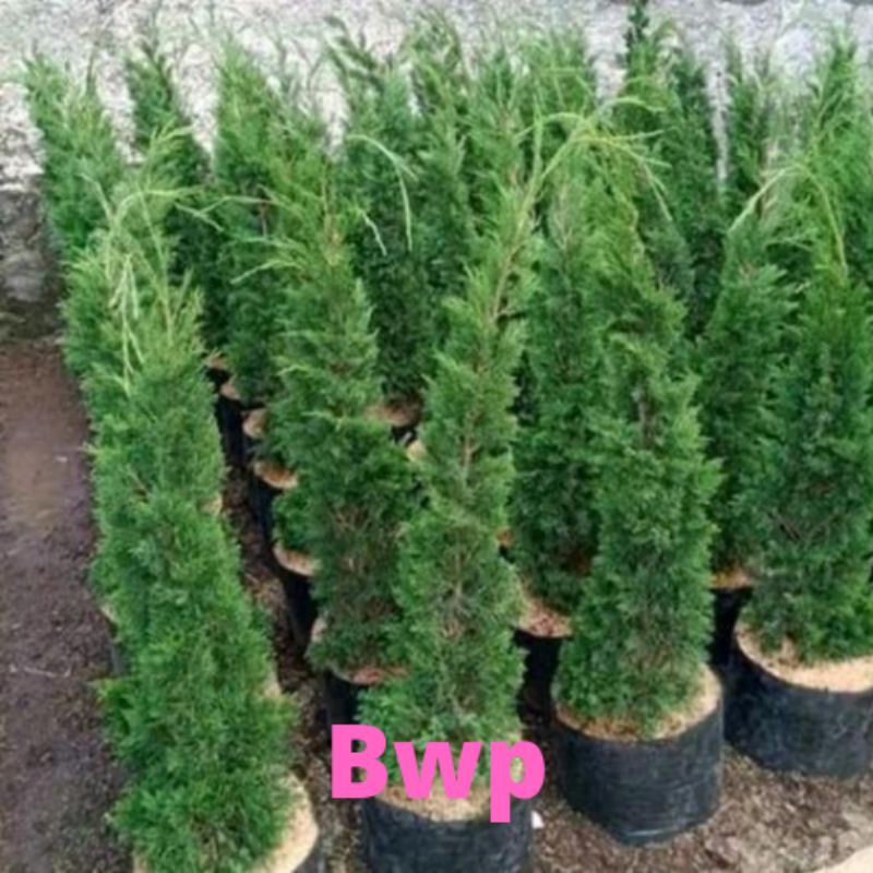 Jual TANAMAN HIAS CEMARA PUA PUA 1 Meter | Shopee Indonesia