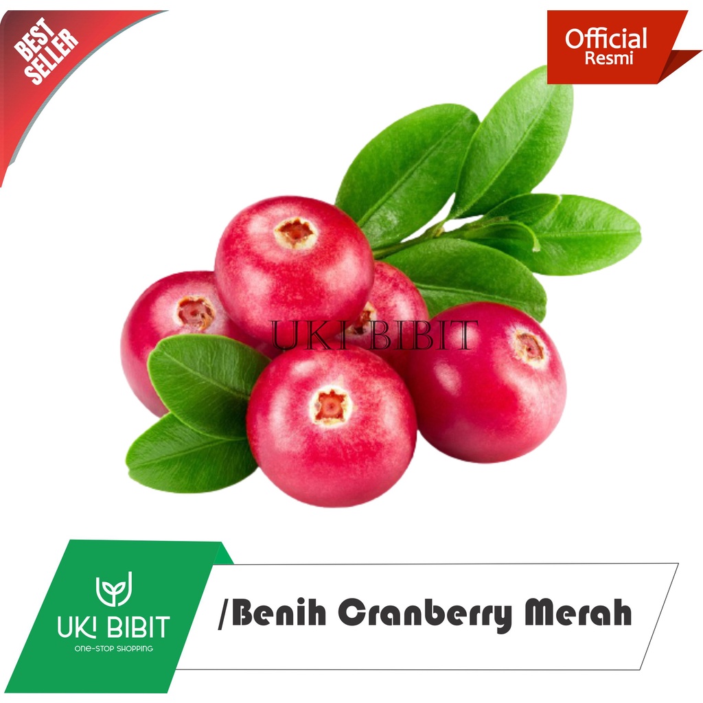 Jual ( 300 Butir ) Benih Biji Cranberry Merah | Vaccinium Macrocarpon ...