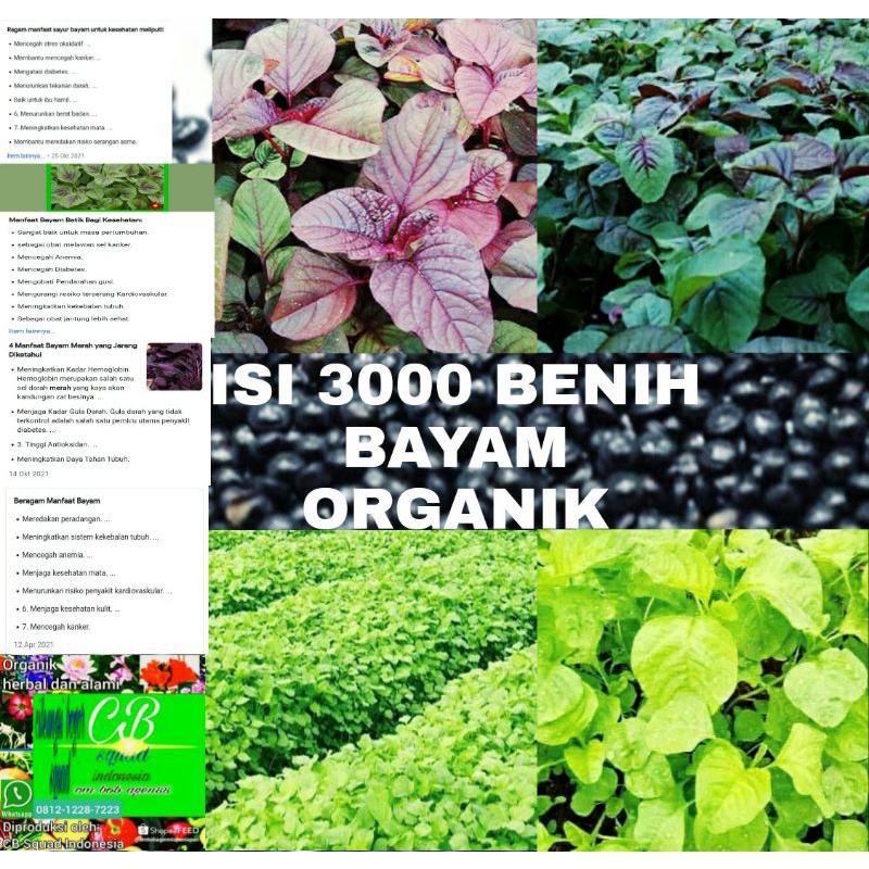 Jual bayam organik/3000 benih bayam hijau bayam merah bayam kuning ...