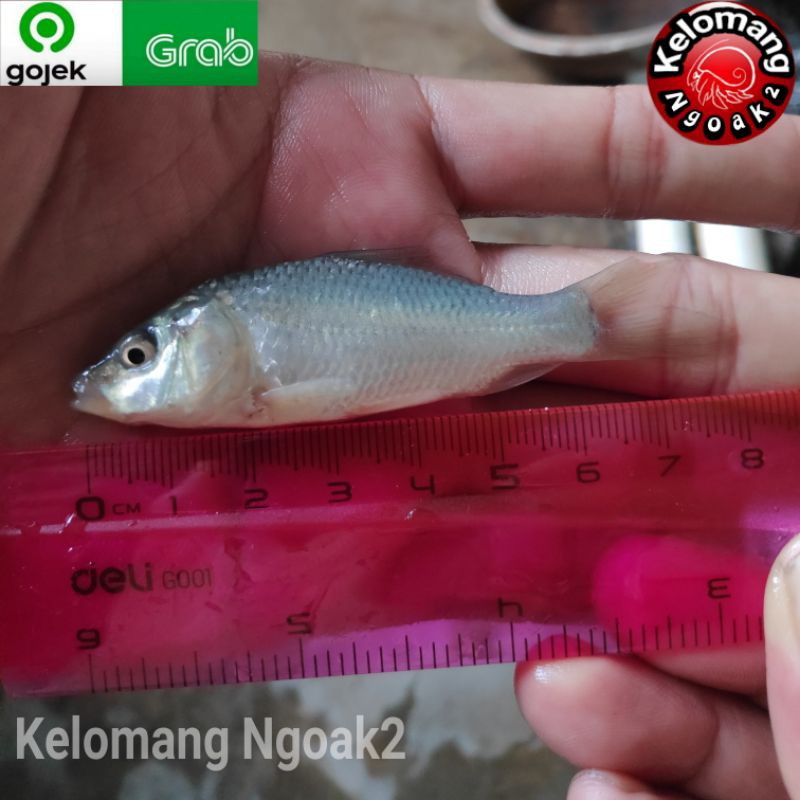 Jual Ikan Mas 7 - 8 cm (10 ekor) | Shopee Indonesia