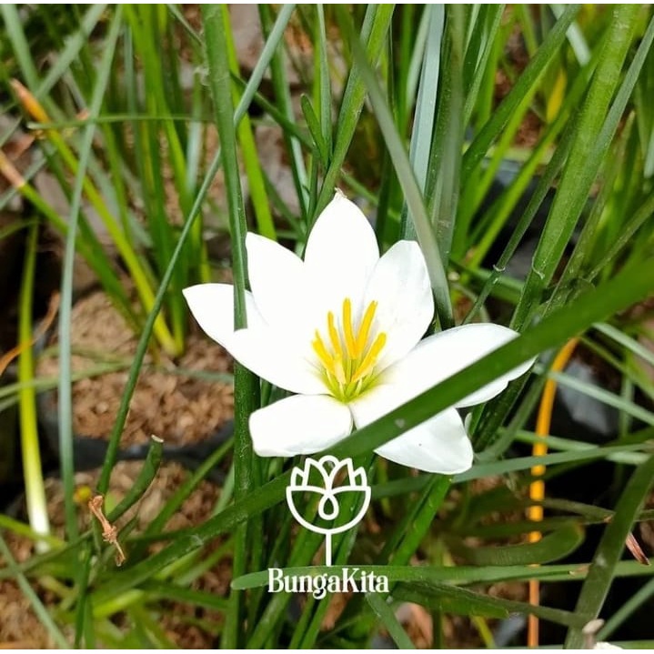 Jual Tanaman Hias Bunga RAIN LILY PUTIH | Shopee Indonesia