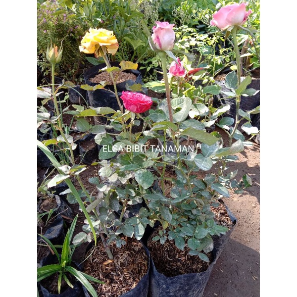 Jual BIBIT MAWAR IMPOR BERBUNGA (BISA DI TARUH POT) | Shopee Indonesia