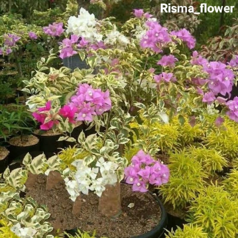 Jual POHON BOUGENVILLE 3 WARNA - POHON BUNGA BOUGENVILLE 3 WARNA ...