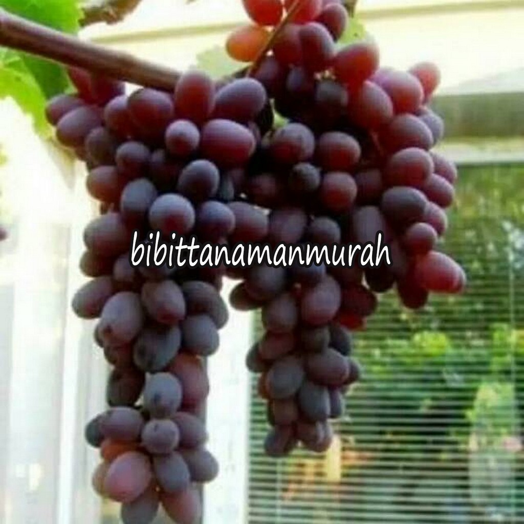 Jual Bibit anggur import jupiter | Shopee Indonesia