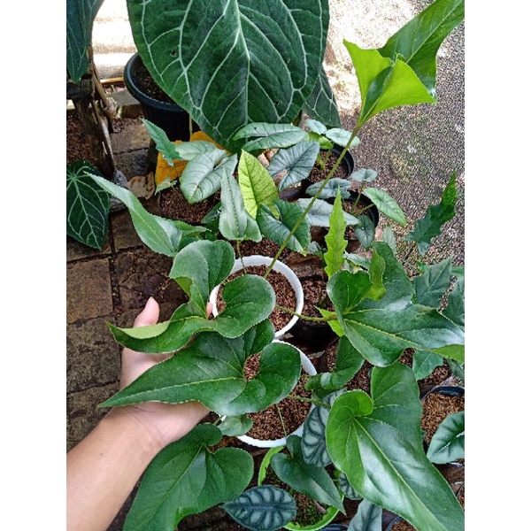 Jual Anthurium Corong | Shopee Indonesia