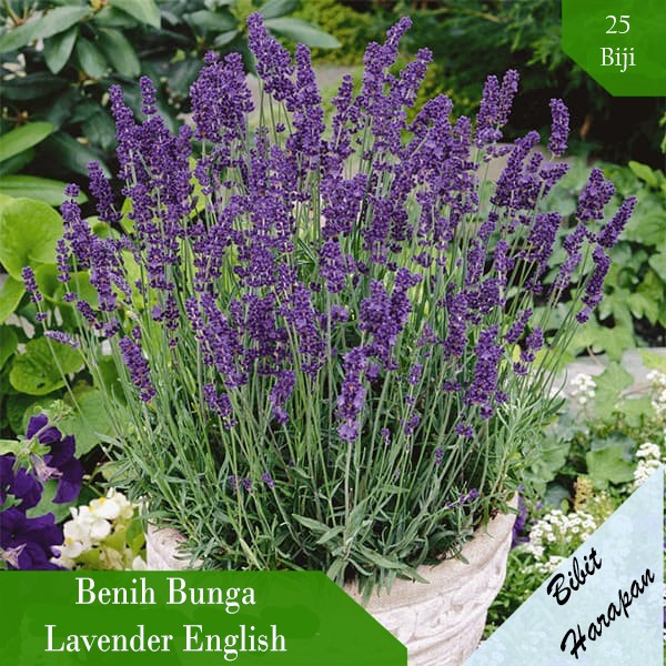 Jual Bibit Benih Bunga Lavender English Bibit Benih Tanaman Bibit ...
