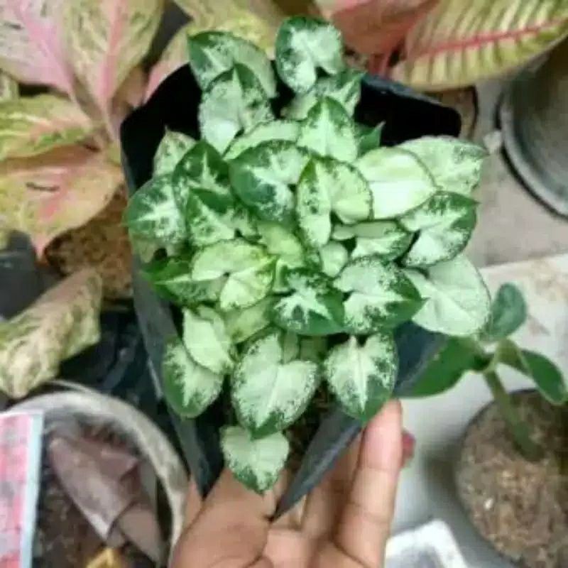 Jual tanaman hias KELADI MINI syngonium mini | Shopee Indonesia