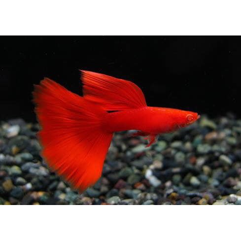 Jual Ikan hias guppy albino full red AFR gopi putih gupi albino merah ...