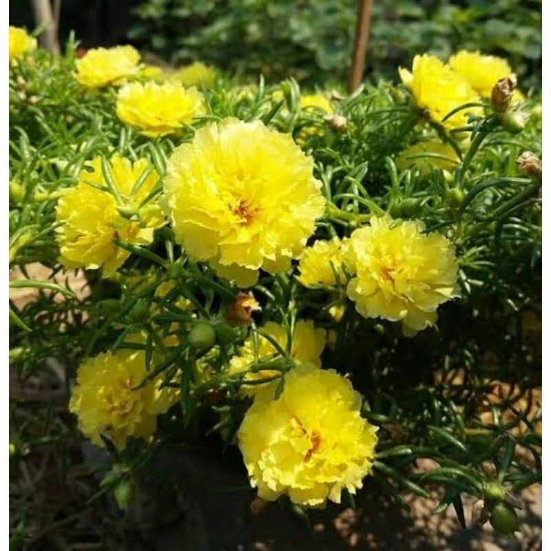 Jual tanaman hias krokot bunga kuning | Shopee Indonesia