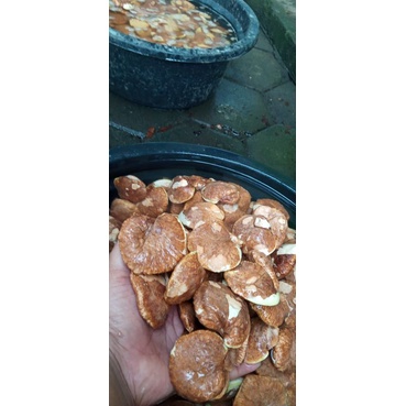 Jual Buah Gayam | Shopee Indonesia