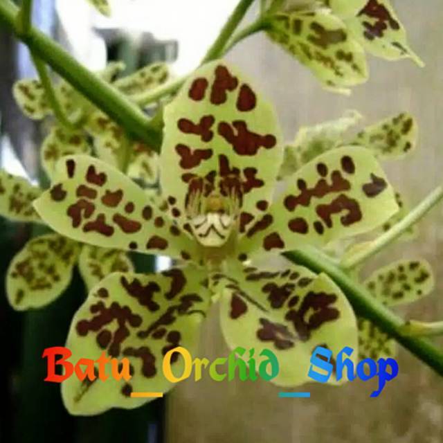 Jual Anggrek Macan Seedling Hybrid (Grammatophyllum Scriptum) | Shopee ...