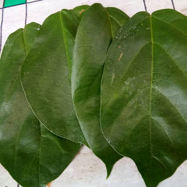 Jual 100gram Daun cincau hijau segar - cincau perdu - cincau kebo ...