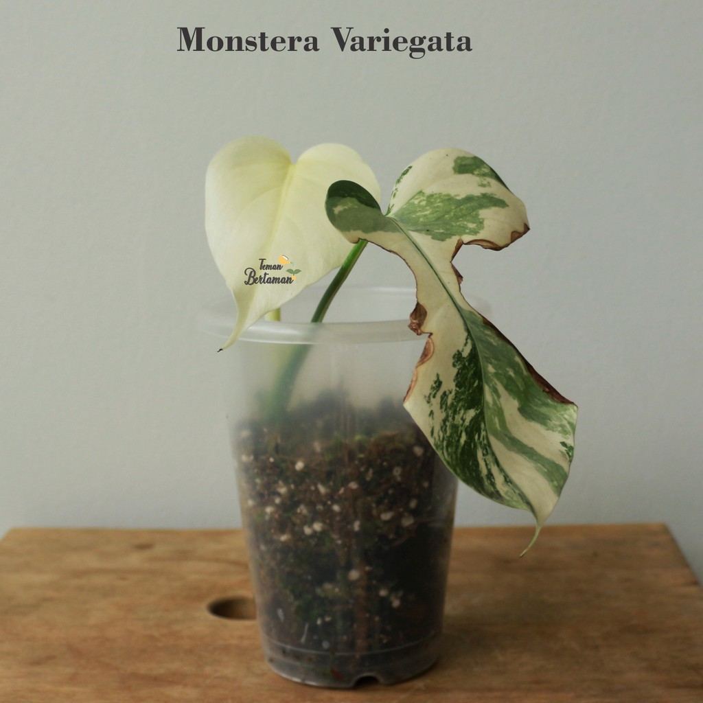 Jual Monstera Variegata/Monstera Albo Variegata | Shopee Indonesia