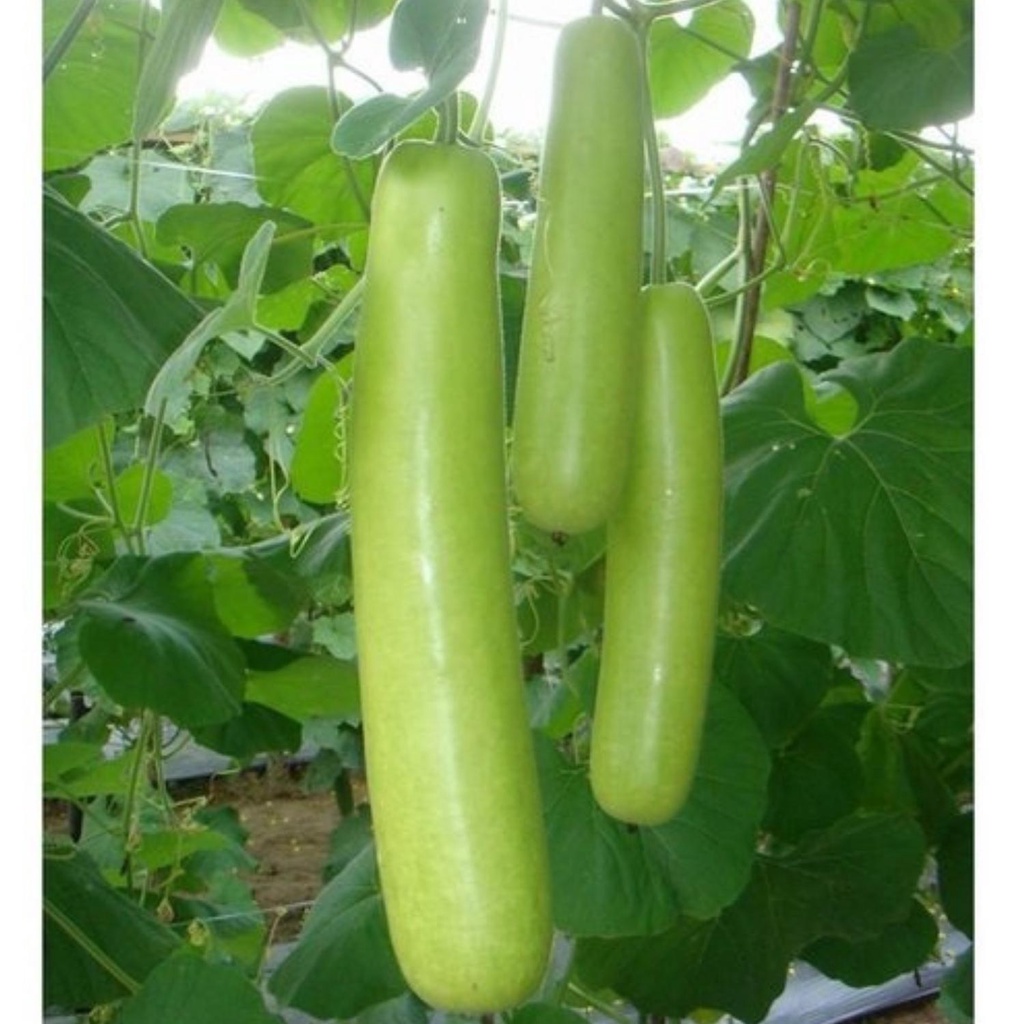Jual 5 Benih Labu Air Panjang Balistik Bibit Buah Unggul Tahan Virus ...