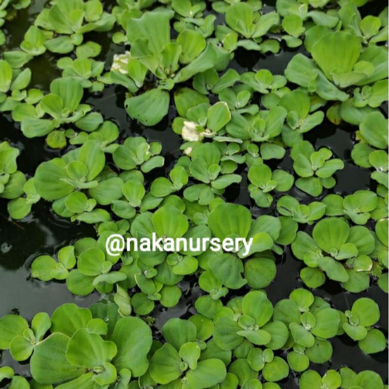 Jual Tanaman Air Aquarium Untuk Ikan Hias | Tanaman Air Apu Apu Ukuran ...