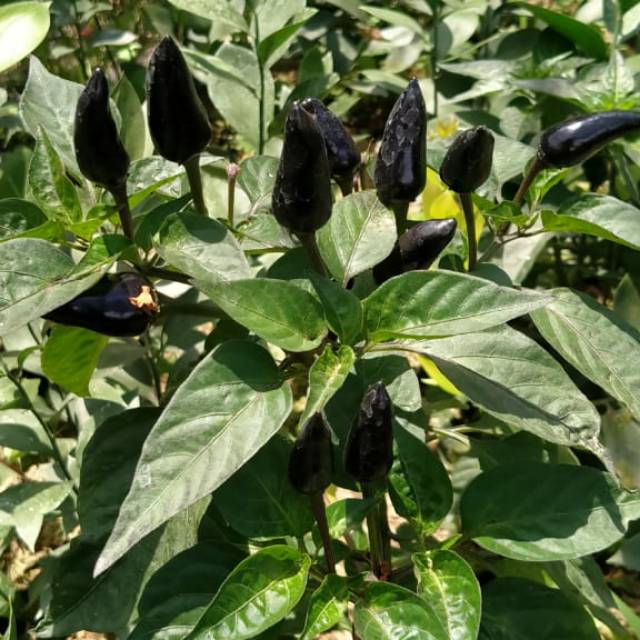 Jual Cabai Hitam - Kelezatan dan Keindahan yang Menyala di Tamanmu ...
