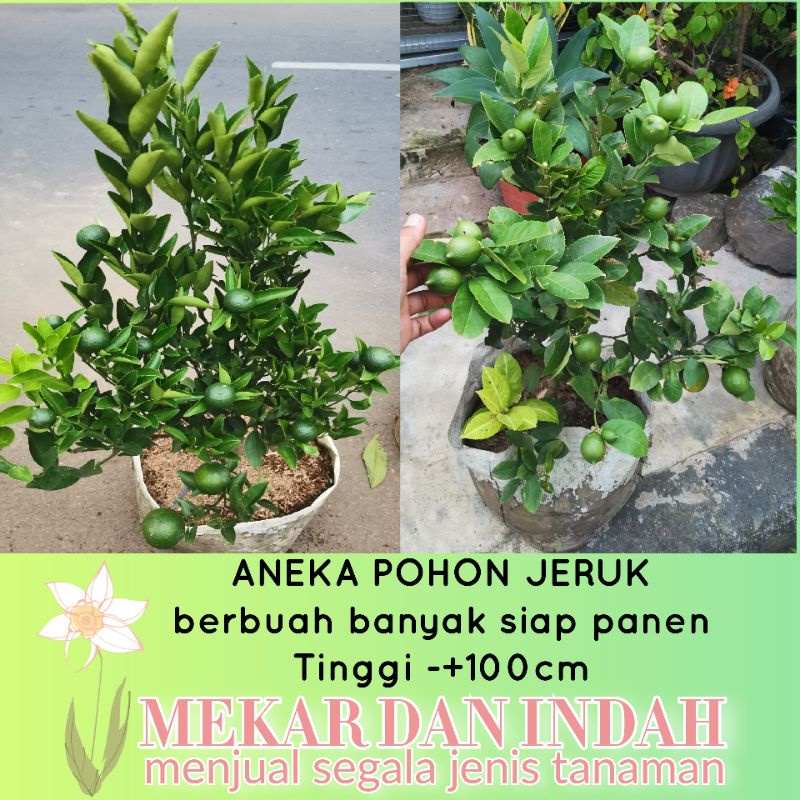 Jual bibit pohon tanaman buah JERUK santang madu, jeruk nagami, jeruk ...