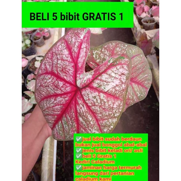 Jual Caladium Thailand murah Kode 010 bibit anakan | Shopee Indonesia