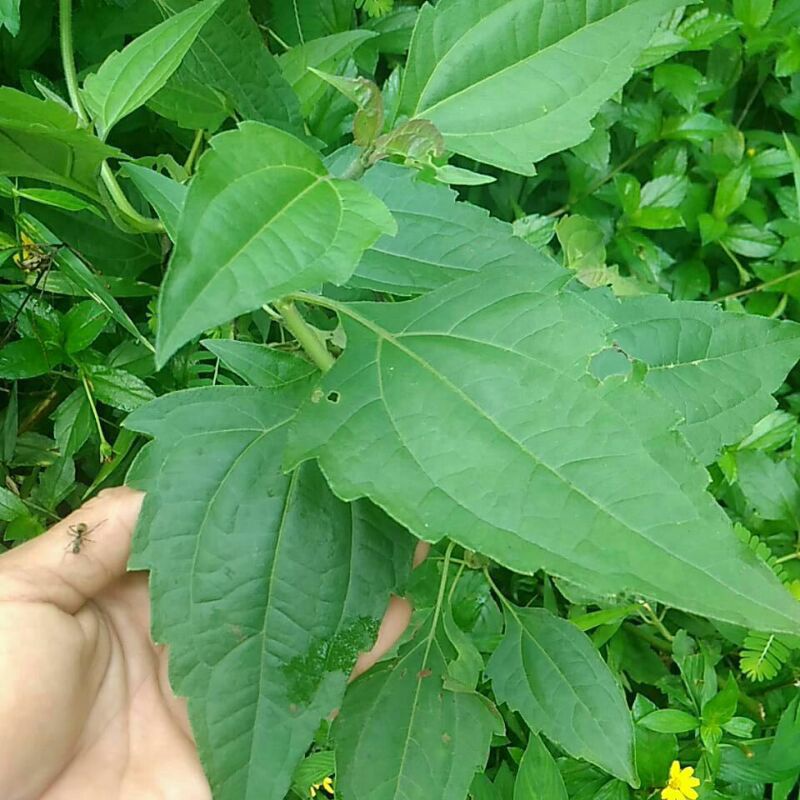 Jual daun kirinyuh atau daun balakacida segar langsung petik 1kg ...