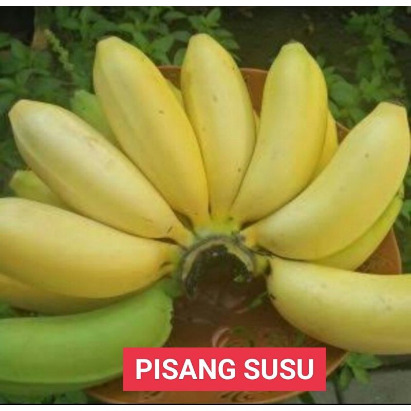 Jual Buah Pisang Kita Pisang Ambon/ Pisang Cavendish/ Pisang Raja ...