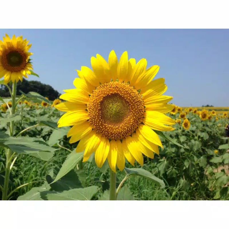 Jual 30 Biji bunga matahari kuning SUNSPOT / biji sunflower dwarf ...