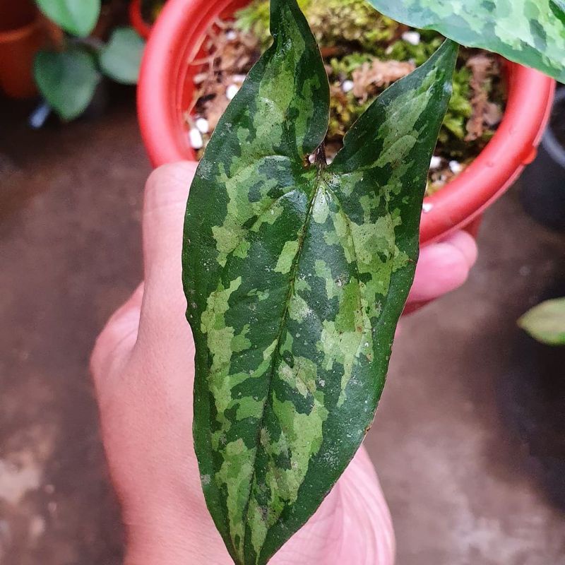 Jual Hapaline tree color | Shopee Indonesia