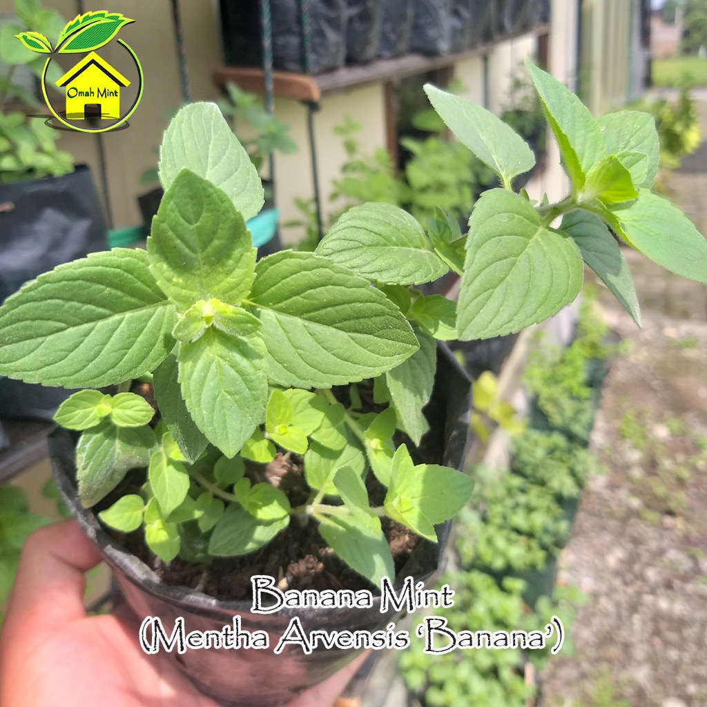 Jual Bibit Tanaman Daun Mint Jenis Mint Langka Banana Mint | Shopee Indonesia