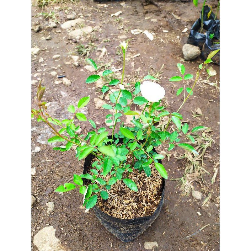 Jual mawar kampung bunga putih bibit pohon mawar bunga putih | Shopee ...