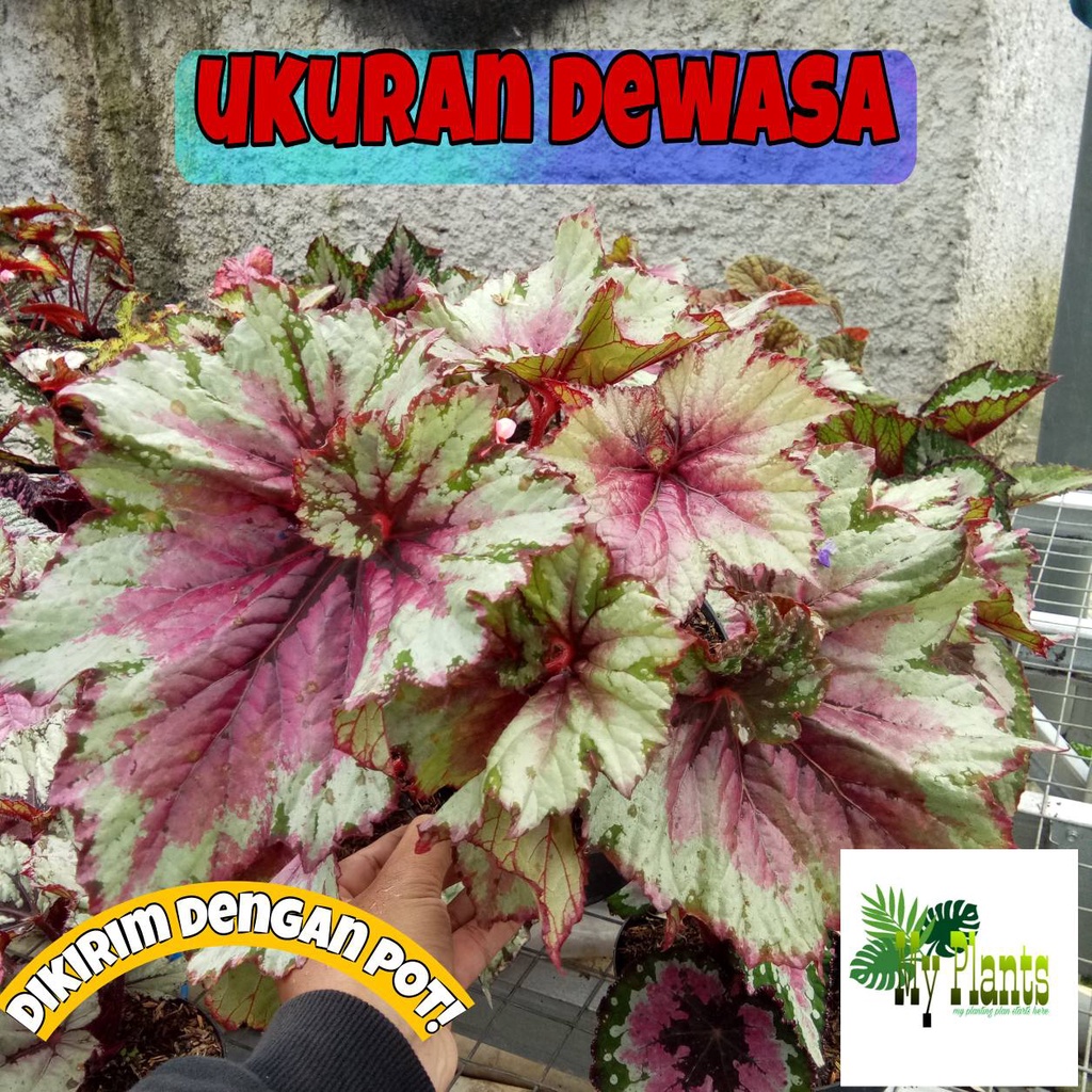 Jual FULL POT ! Tanaman Hias Bunga Begonia REX PINK Ukuran DEWASA ...