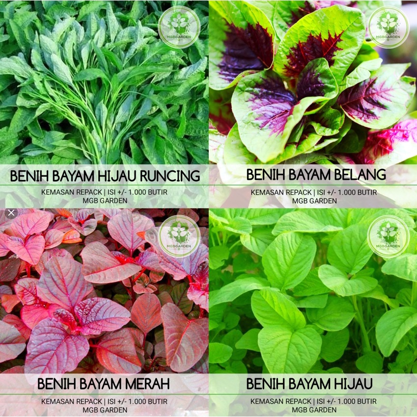 Jual PAKET 4 JENIS BENIH/BIJI BAYAM (HIJAU, MERAH, BELANG, RUNCING ...