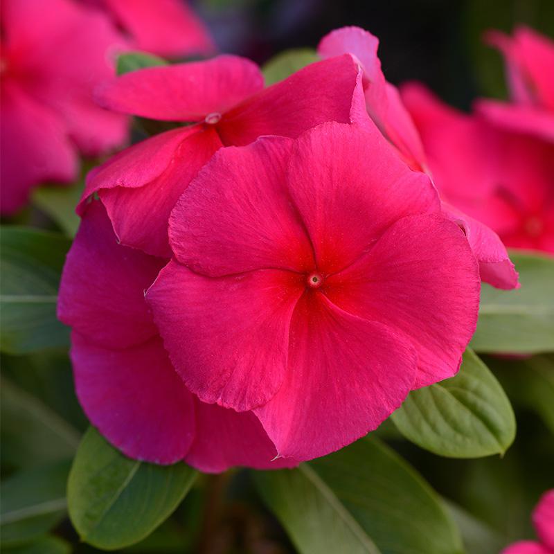 Jual Vinca Valiant Punch 10 Biji ( Benih Biji Bibit Bunga ) | Shopee ...