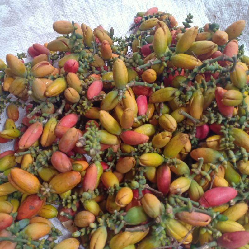 Jual kulit tangkil mentah(melinjo kuning) 1kg | Shopee Indonesia