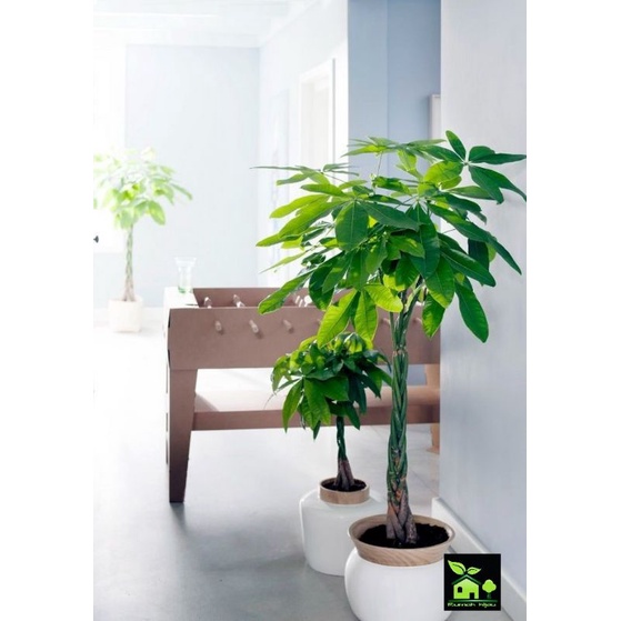 Jual Tanaman hias pachira aquatica money tree kepang 5,7 dan 9 | Shopee ...