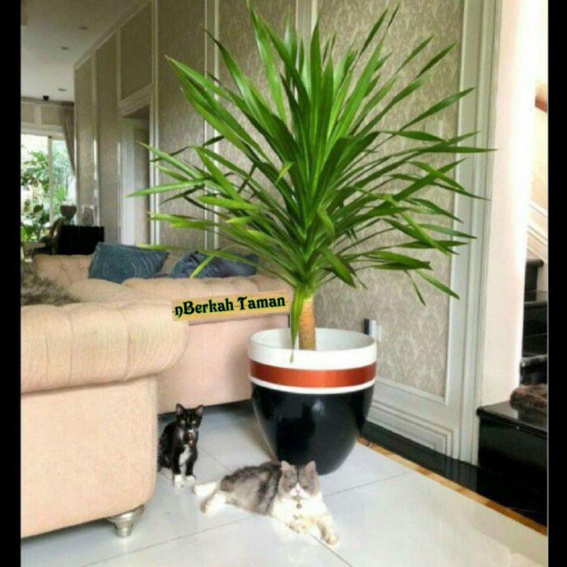 Jual [Promo] Tanaman hias pandan Bali/Pohon hias Pandan Bali ukuran 60/ ...