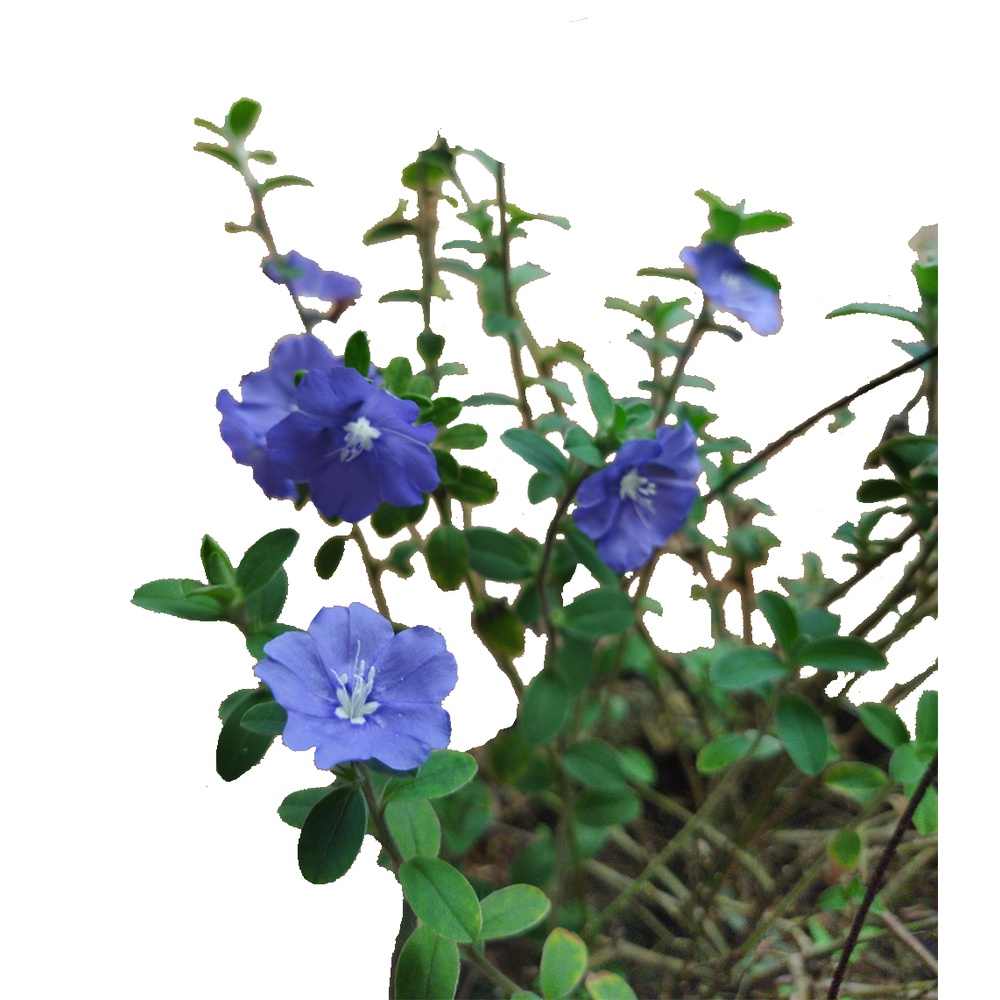 Jual Tanaman Bunga Blue Eyes / Blue Daze - Evolvulus glomeratus ...