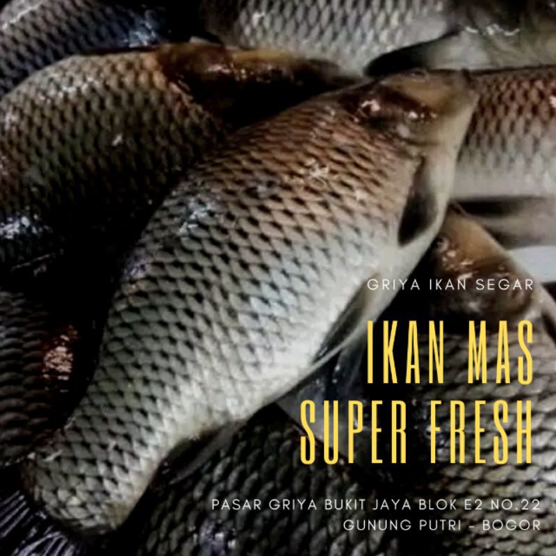 Jual Ikan mas segar | Shopee Indonesia