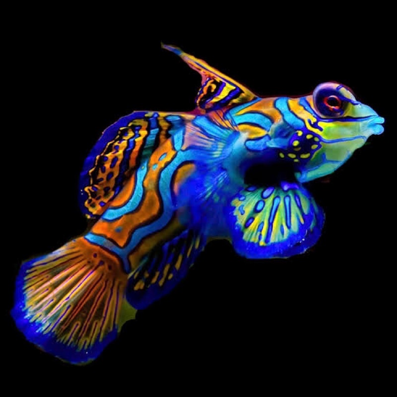 Jual mandarin asli / blue mandarin fish | Shopee Indonesia