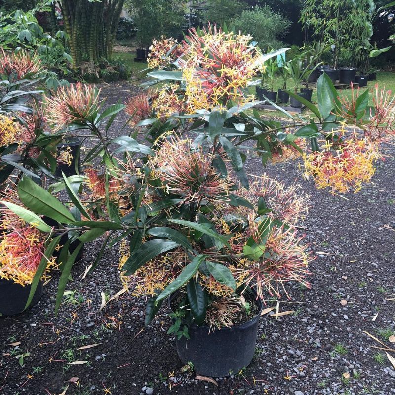 Jual Bibit tanaman langka bunga soka/asoka besar putih wangi (Ixora ...