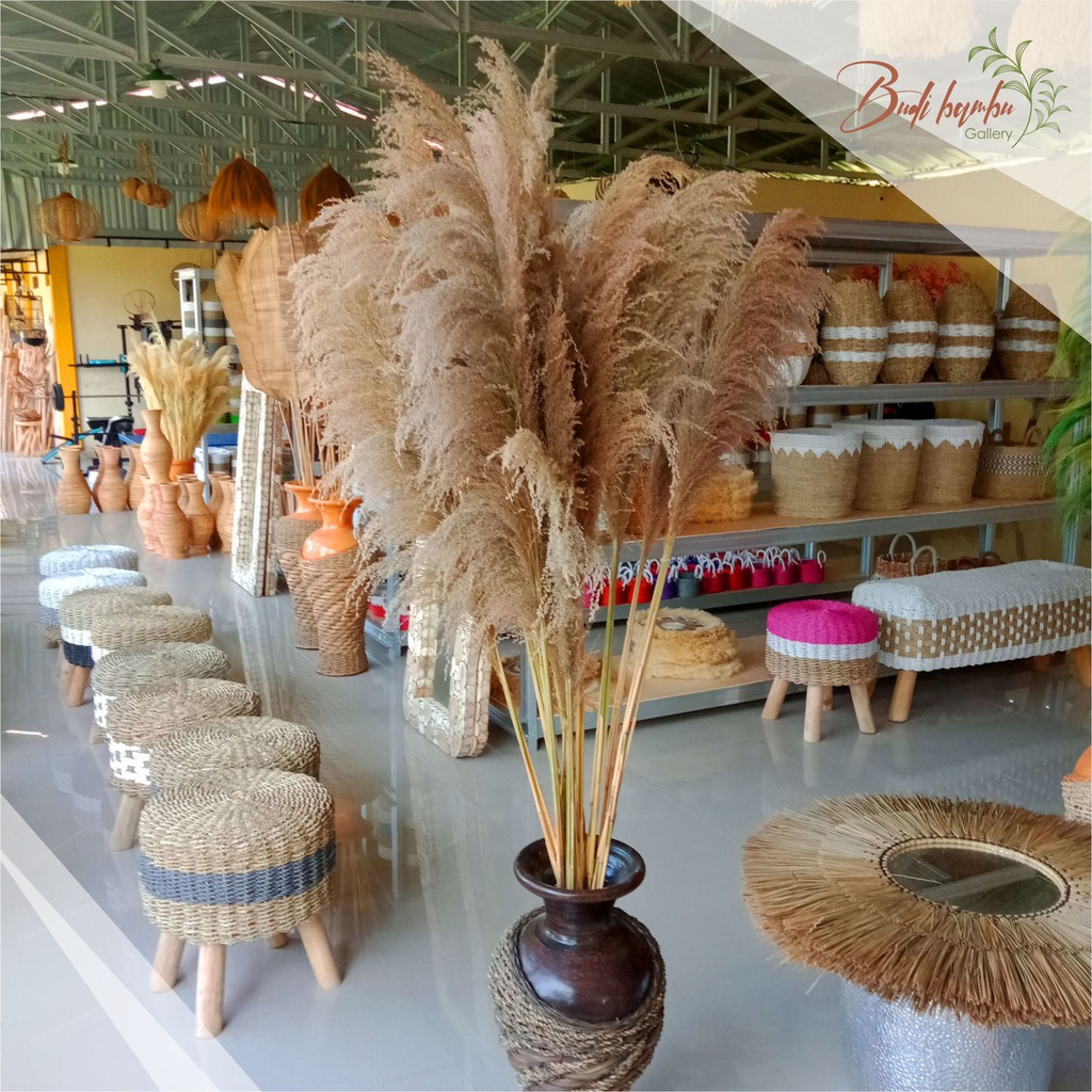 Jual PAMPAS NATURAL / RAYUNG / DRIED PAMPAS GRASS/ BUNGA KERING RUSTIK ...